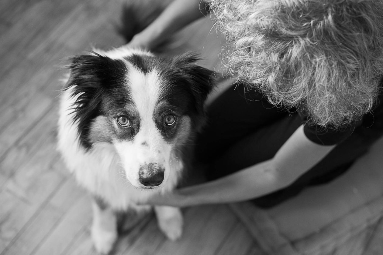 Shiatsu pour les Chiens, les Chats... - Sylvie Shiatsu
